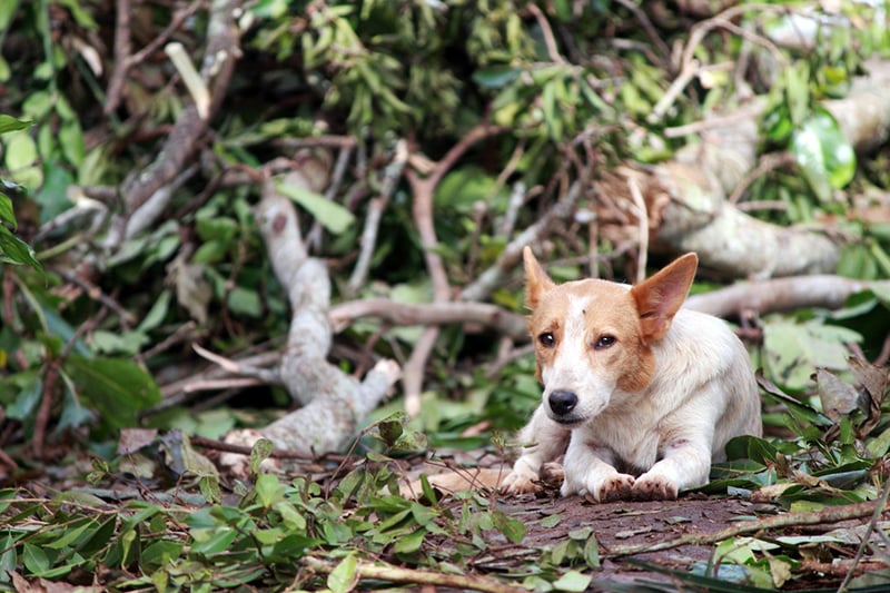 We're deploying to Vanuatu to help animals after volcano eruptions