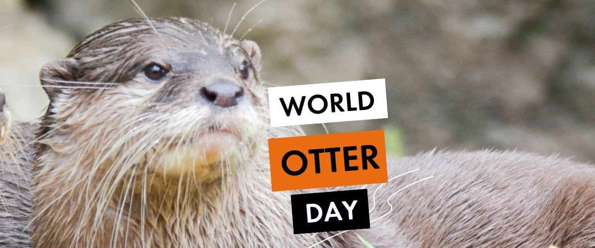 World Otter Day: Africa’s Forgotten Wetland Warrior