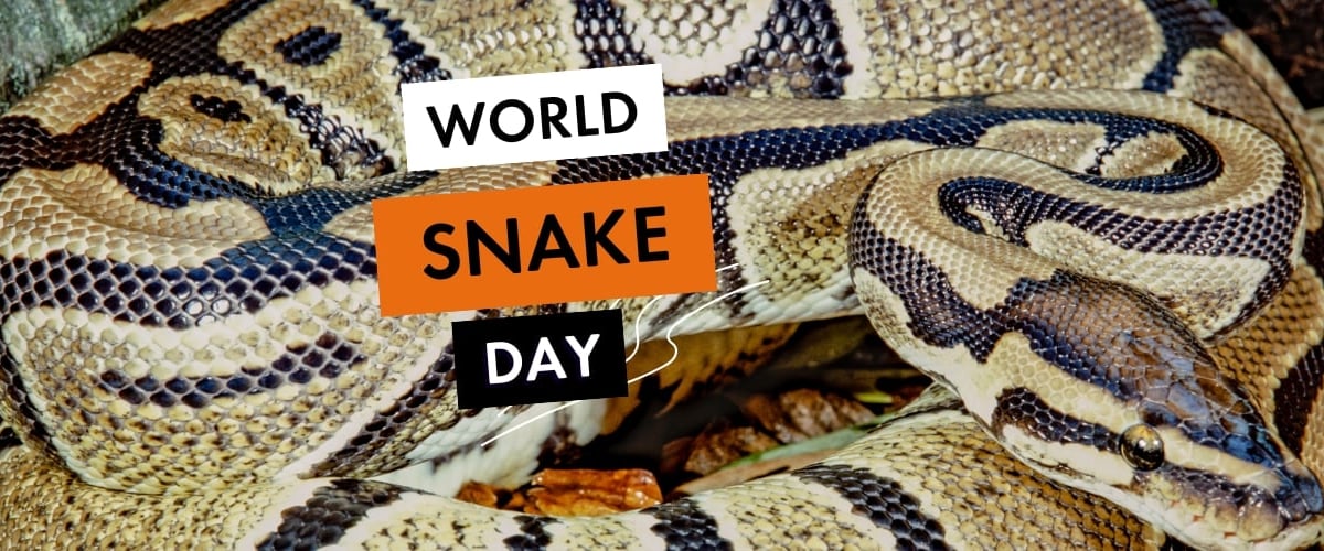 World Snake Day: Beyond Fear and Misconceptions