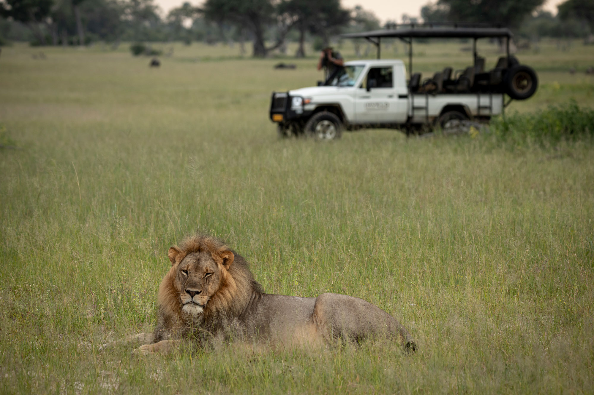 Responsible Safari Tourism: A guide to sustainable wildlife encounters