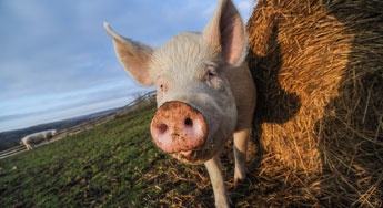 Empathy in Sustainable Agriculture: How Sows Lead the Way